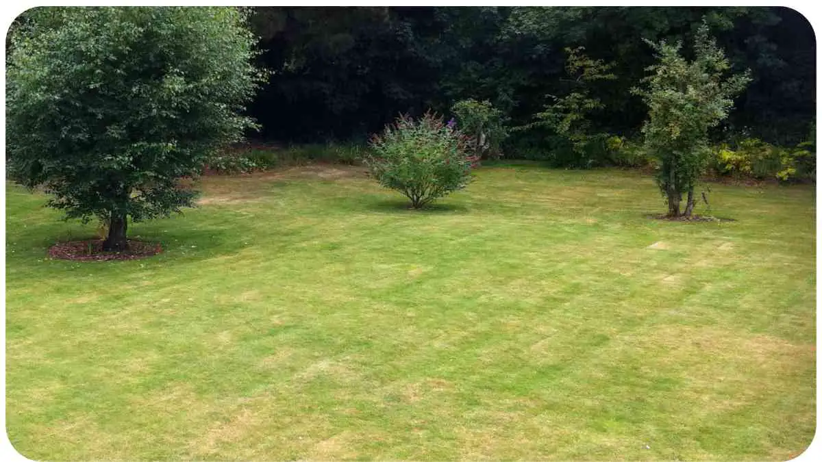 Scotts Turf Builder Issues: How to Fix Patchy Lawn Growth | Unified Yard