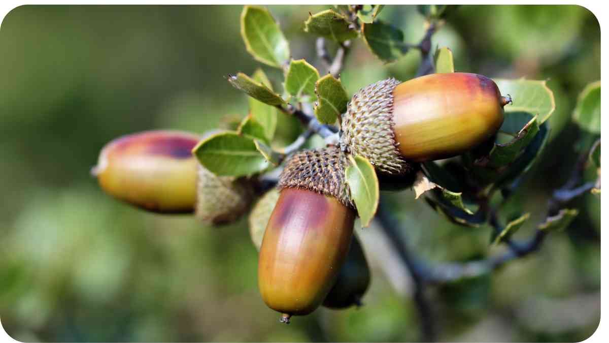 Considering Planting Acorn Trees? Know the Pros and Cons First ...