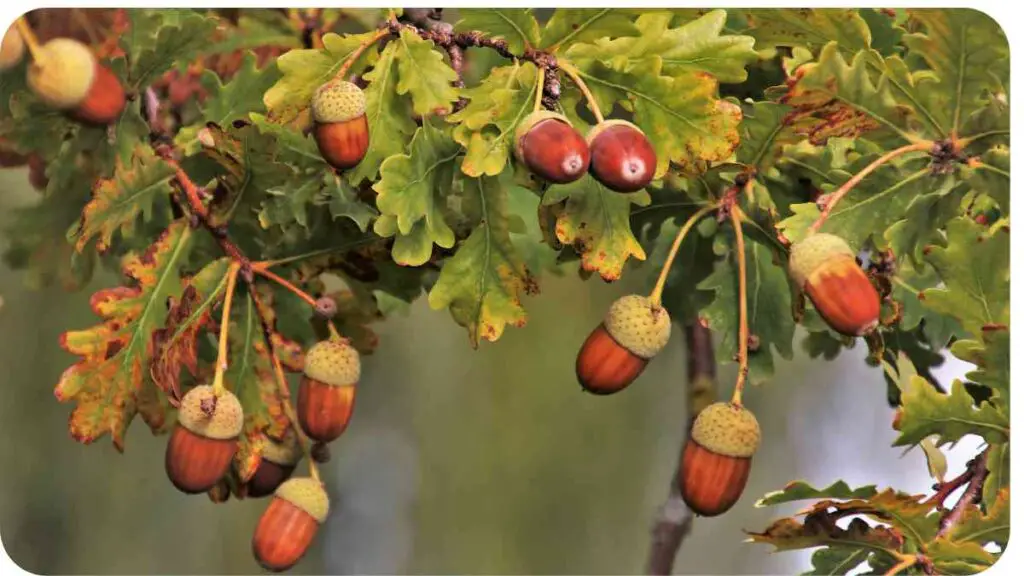 Considering Planting Acorn Trees? Know the Pros and Cons First ...