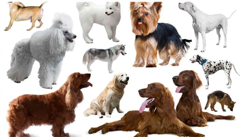 How To Decorate A Pop-Up Gazebo: 13 Best Ideas | Unified Yard