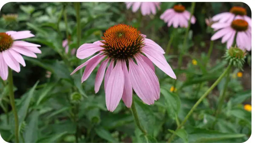 Homemade Flower Preservative: Extending Cut Flowers' Vibrant Life ...